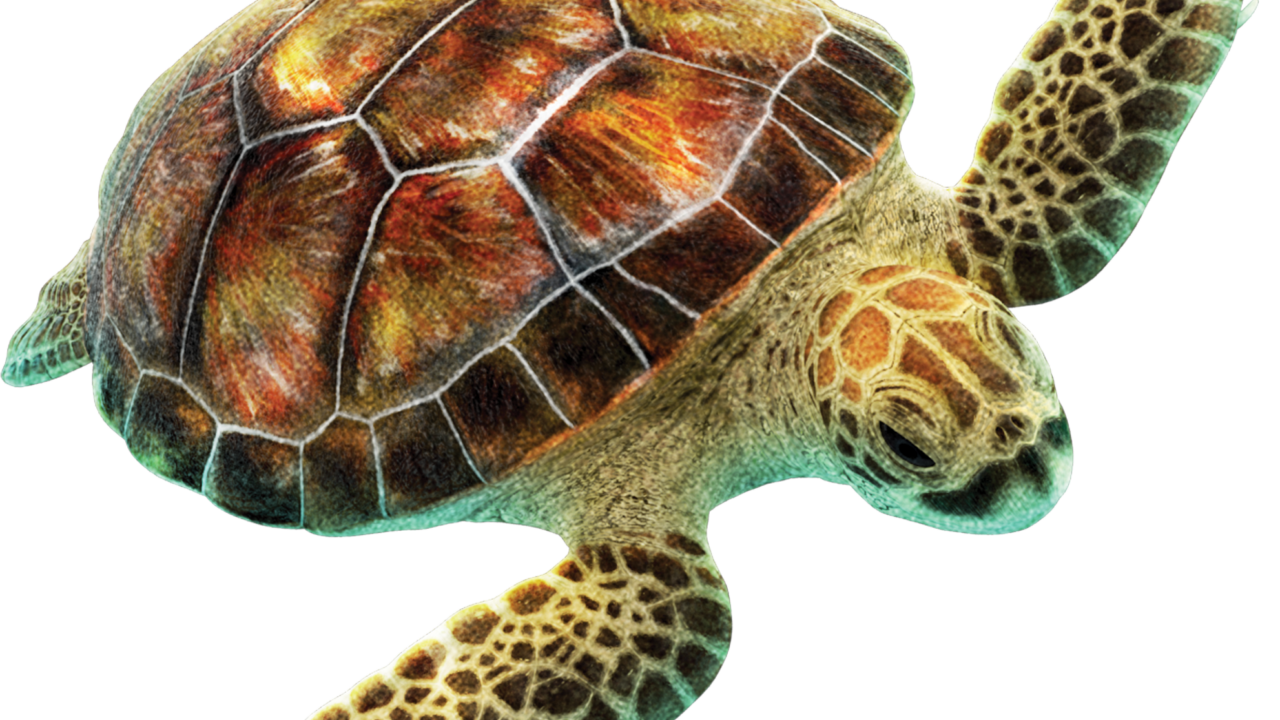 Vacation Bible School 2024 | Immanuel Lutheran Church and School